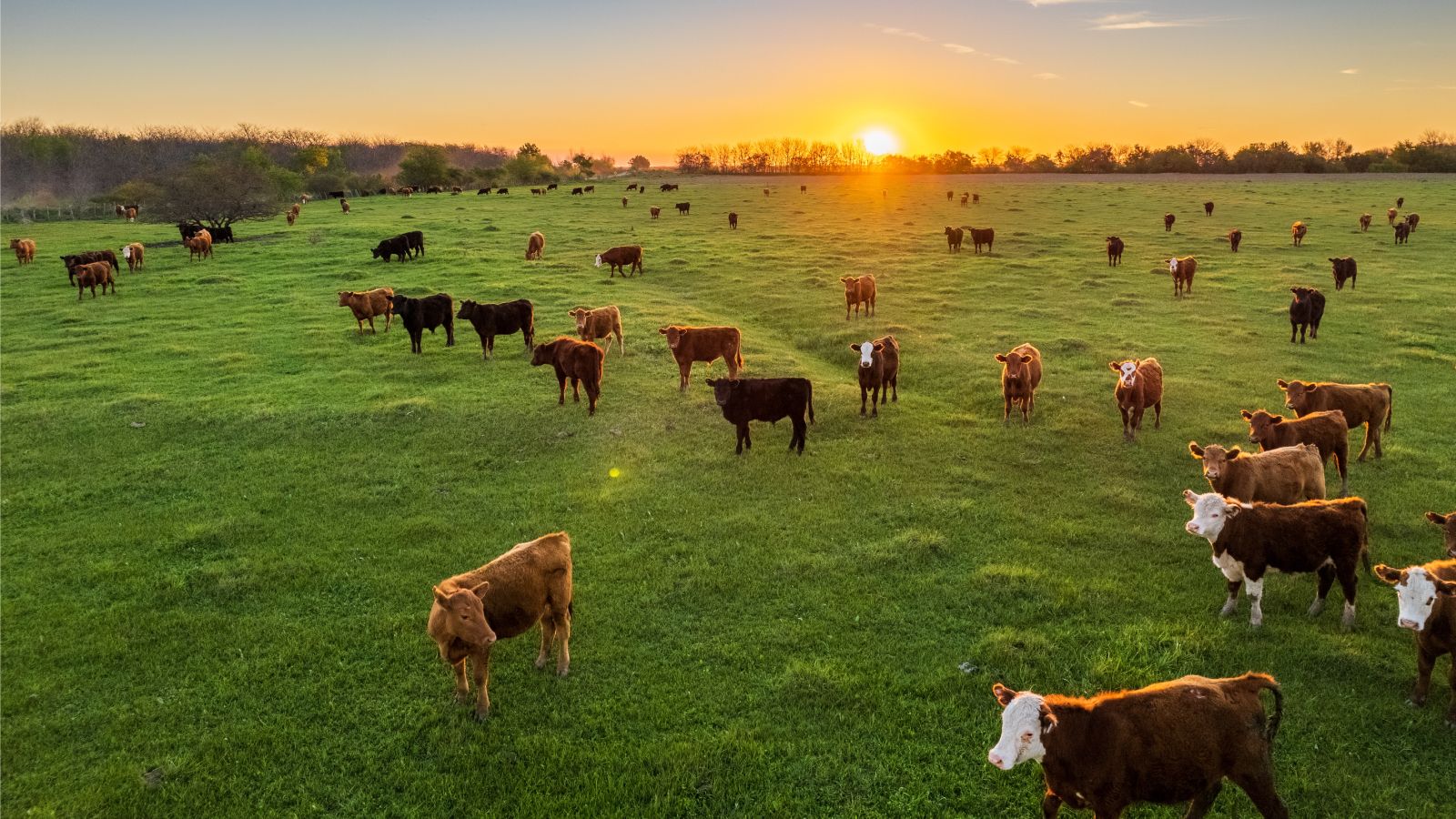 FARMS & LIVESTOCK SECTOR – ASCON Scai